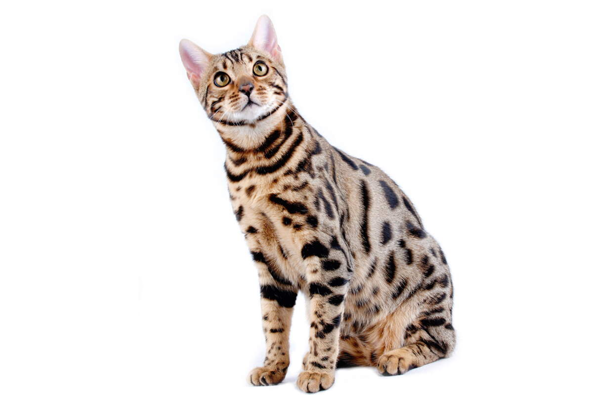 Nos plus belles photos de chats - Femme Actuelle