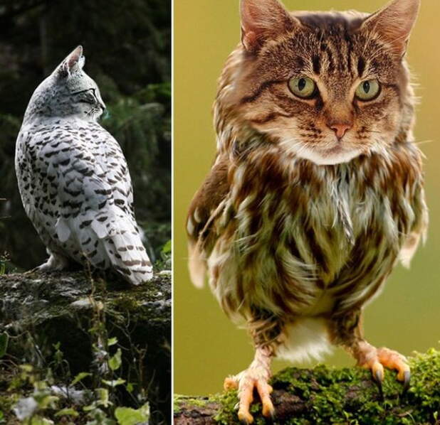 Avec le chat-chouette, rien n'arrête les sorciers du net ! - Femme Actuelle