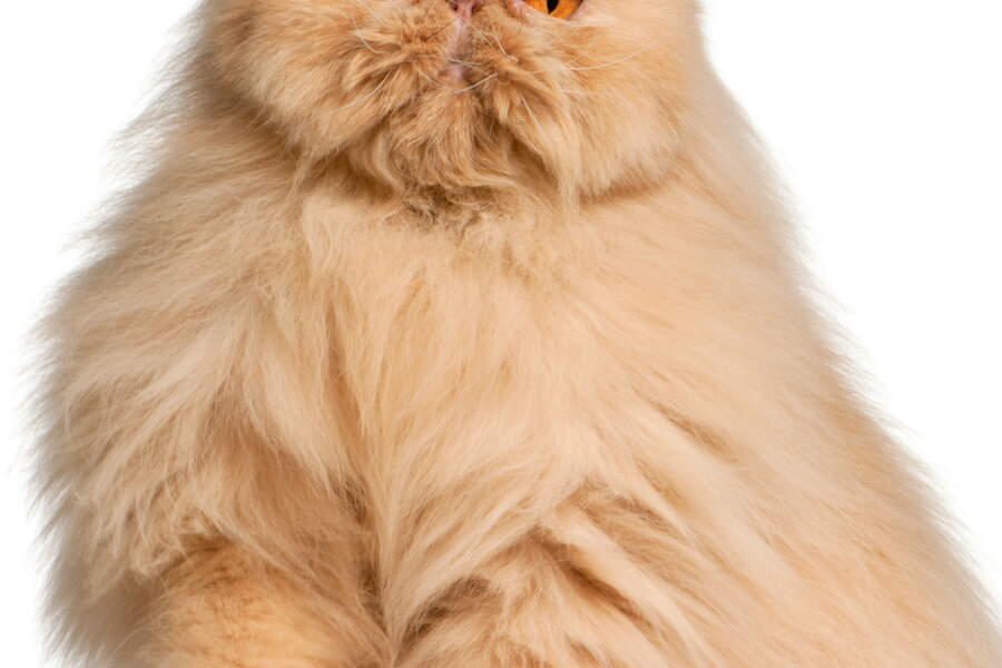 Des chats vraiment incroyables - Femme Actuelle