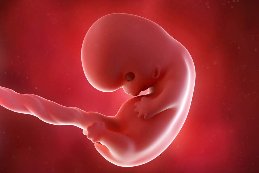 Grossesse : l’évolution de votre bébé semaine par semaine - Femme Actuelle