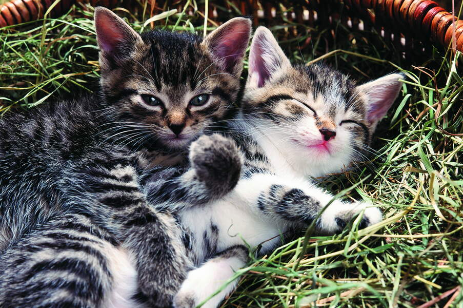 Un livre de photos chats trop mignons qui va vous faire fondre - Femme ...