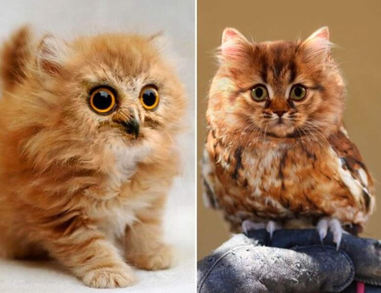 Avec le chat-chouette, rien n'arrête les sorciers du net ! - Femme Actuelle