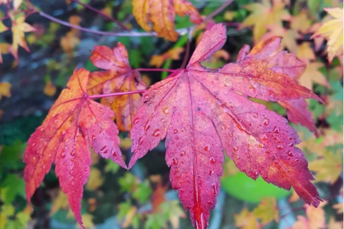 Magnifiques couleurs d'automne... - Femme Actuelle
