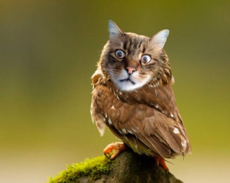 Avec le chat-chouette, rien n'arrête les sorciers du net ! - Femme Actuelle