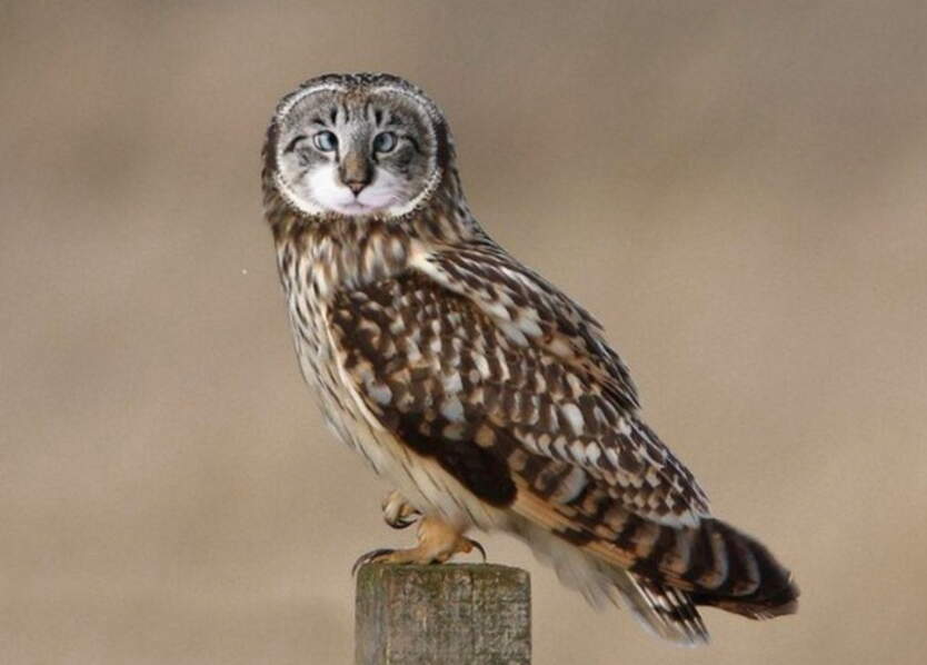 Avec le chat-chouette, rien n'arrête les sorciers du net ! - Femme Actuelle