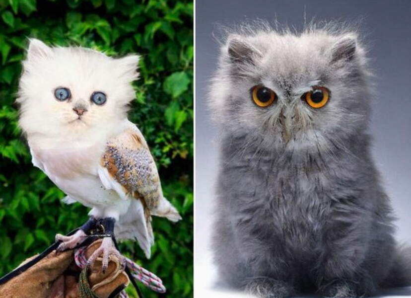 Avec le chat-chouette, rien n'arrête les sorciers du net ! - Femme Actuelle