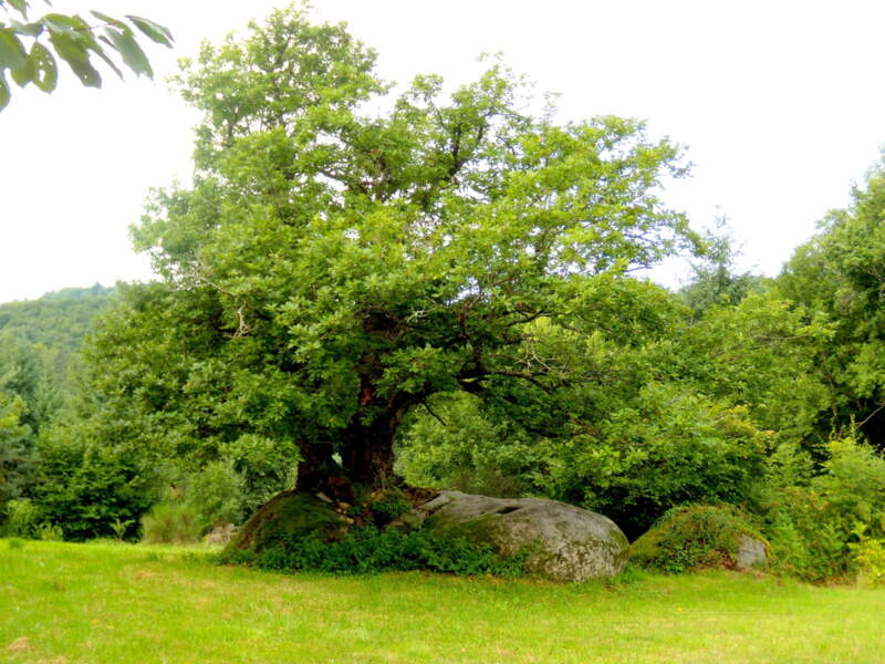 Le plus bel arbre français de l'année 2016 - Femme Actuelle