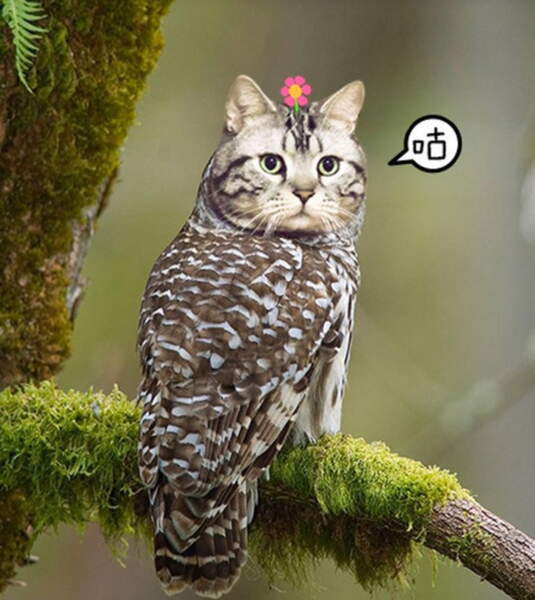 Avec le chat-chouette, rien n'arrête les sorciers du net ! - Femme Actuelle