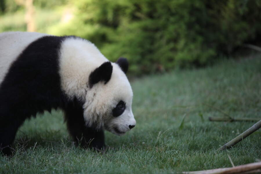 Le panda Yuan Meng : retour sur ses deux ans au ZooParc de Beauval ...