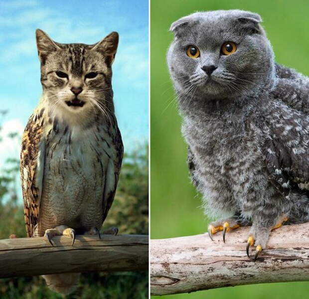 Avec le chat-chouette, rien n'arrête les sorciers du net ! - Femme Actuelle