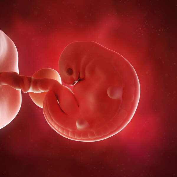 Grossesse : l’évolution de votre bébé semaine par semaine - Femme Actuelle