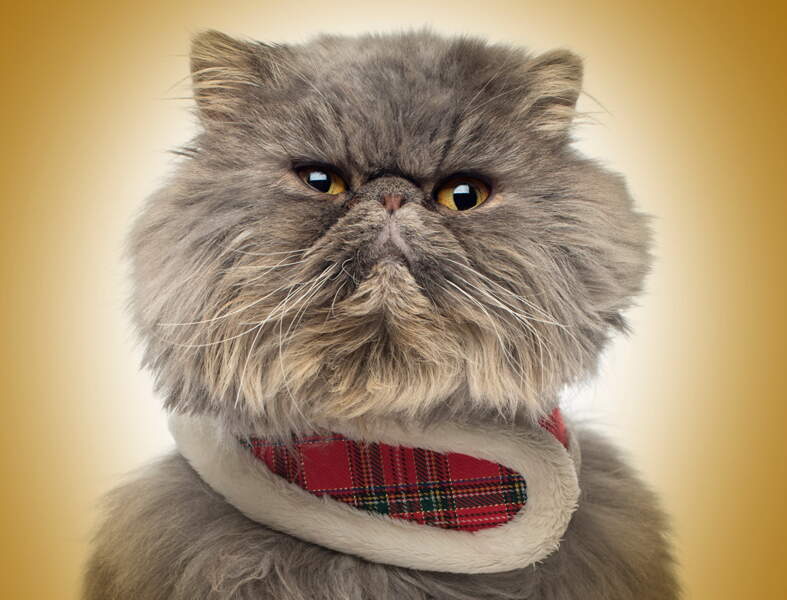Les chats et leurs drôles d'expression - Femme Actuelle