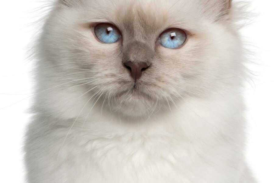 Des chats vraiment incroyables - Femme Actuelle