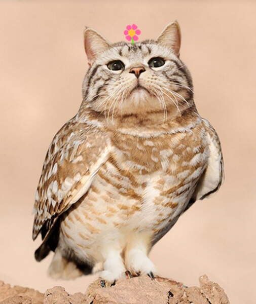 Avec le chat-chouette, rien n'arrête les sorciers du net ! - Femme Actuelle