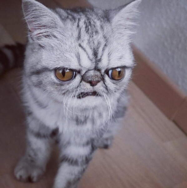 Ce chat a vraiment un regard à tomber ! - Femme Actuelle