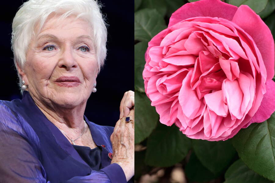 Rosiers : les roses des people en images - Femme Actuelle