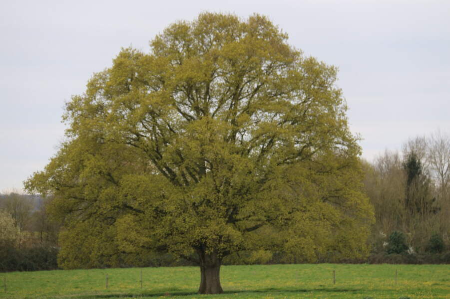 Le plus bel arbre français de l'année 2016 - Femme Actuelle