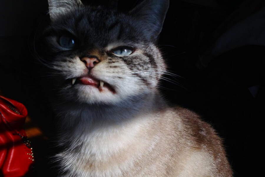 Loki, le chat vampire qui fascine la toile ! - Femme Actuelle