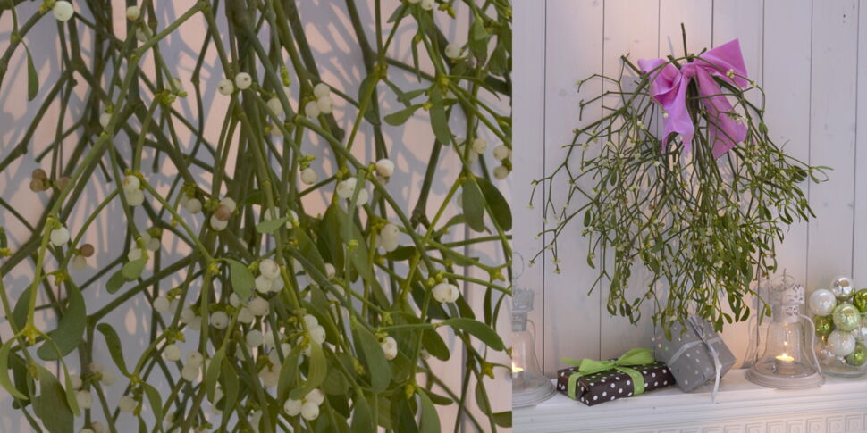 Un bouquet de gui : Femme Actuelle Le MAG