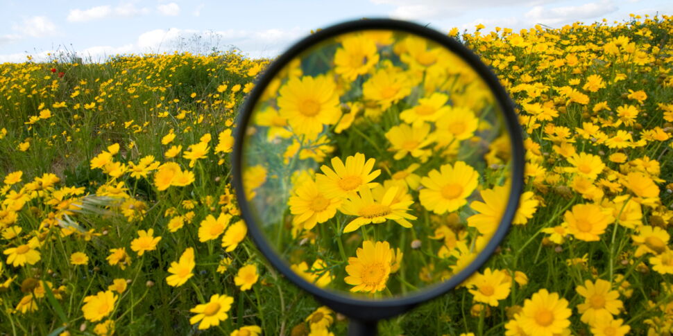 Devenez un as de la botanique grâce à internet ! : Femme Actuelle Le MAG