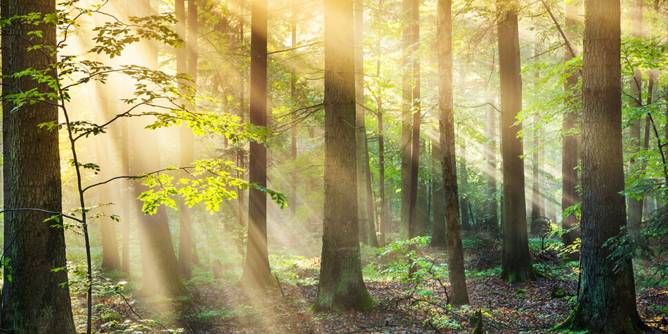 La forêt : un placement avantageux : Femme Actuelle Le MAG