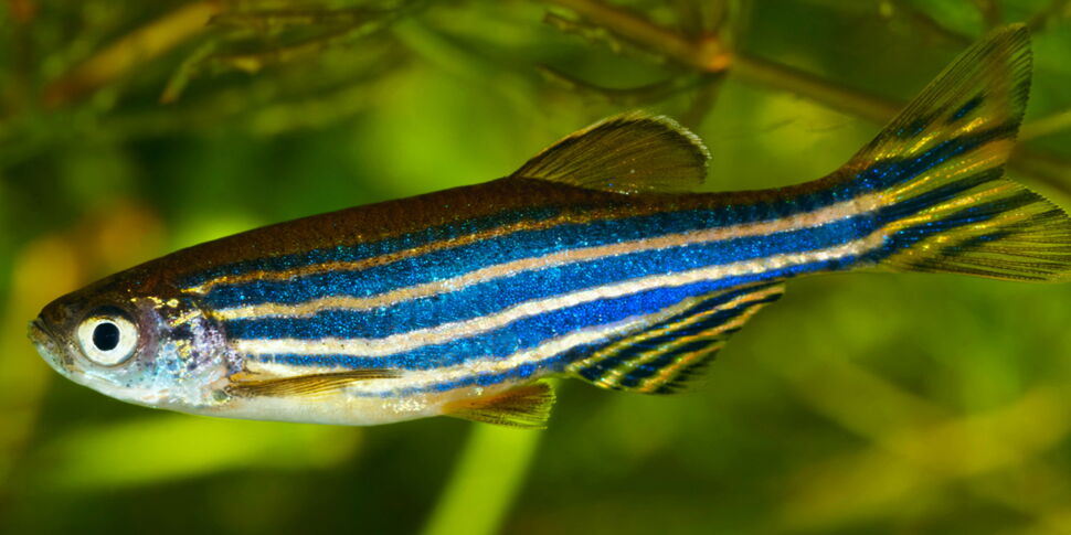 Connaissez-vous l'extraordinaire pouvoir du poisson zèbre ? : Femme ...