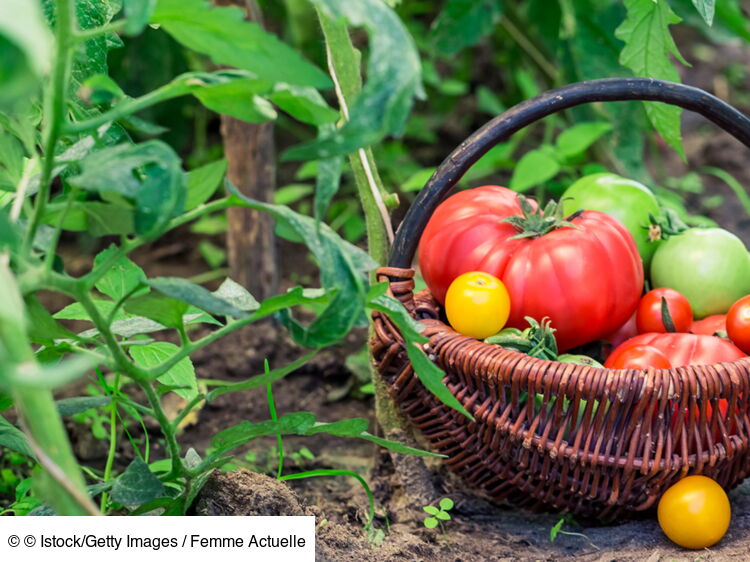 5 conseils pour créer son potager : Femme Actuelle Le MAG