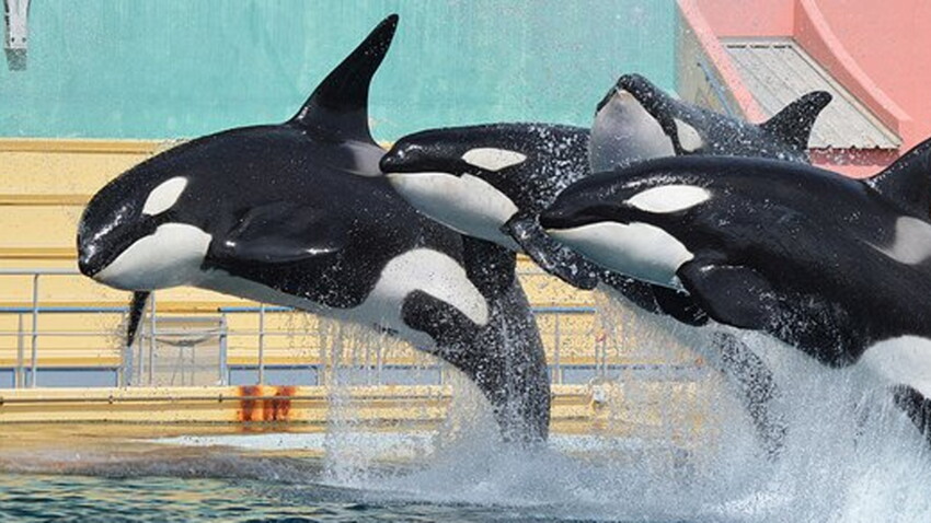 A Marineland, le décès d'une orque crée la polémique : Femme Actuelle ...