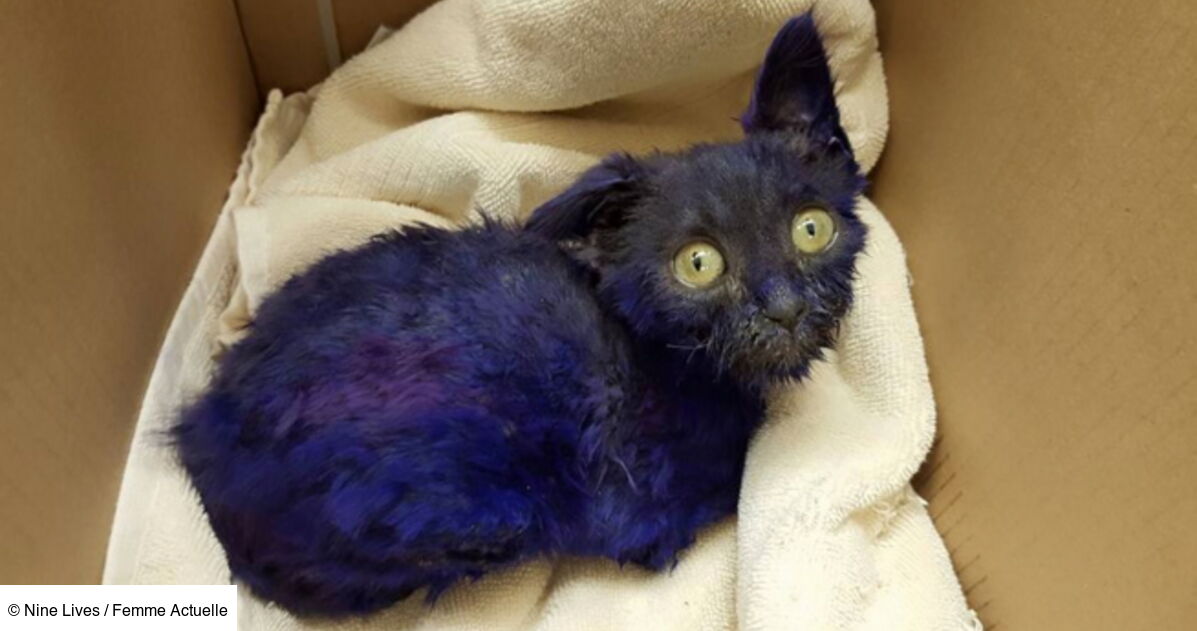 Smurf, le chaton peint en violet qui servait de "jouet à mâcher ...