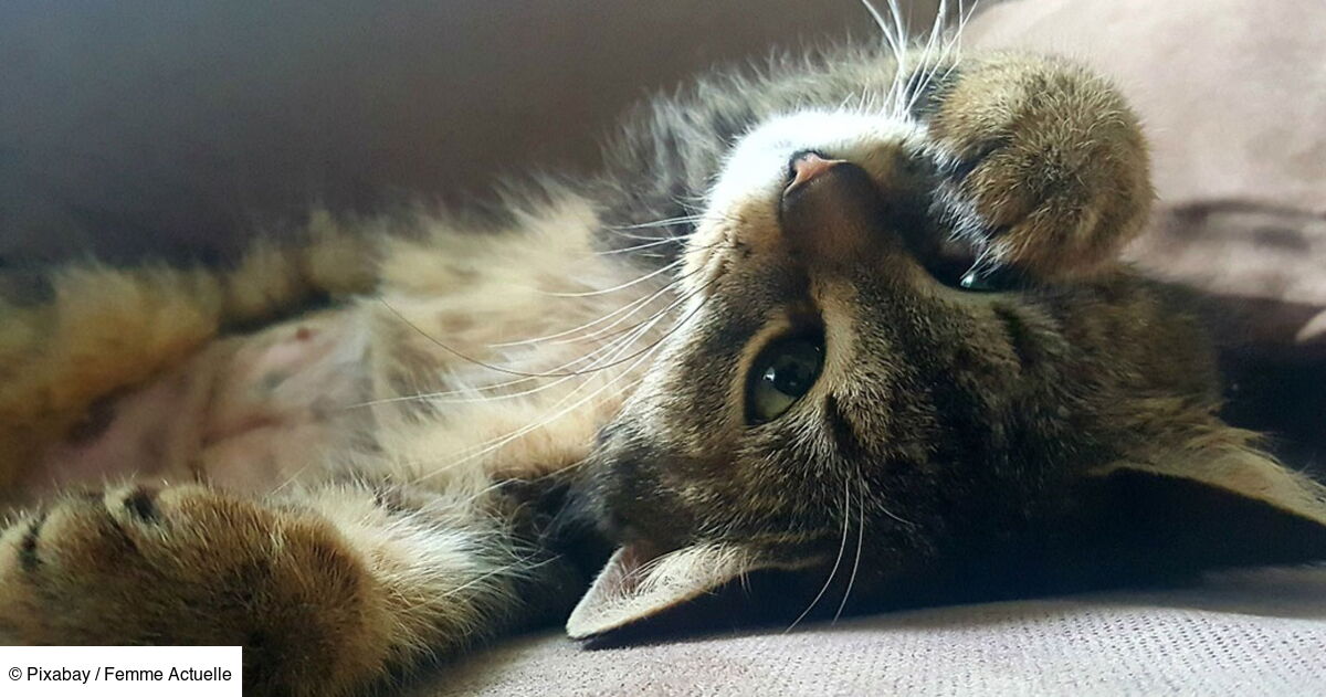 12 nouveautés Made in France pour votre chat : Femme Actuelle Le MAG