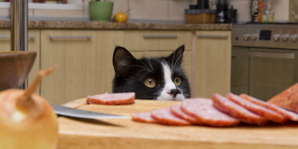 Ce que révèle l'alimentation de votre chat : Femme Actuelle Le MAG