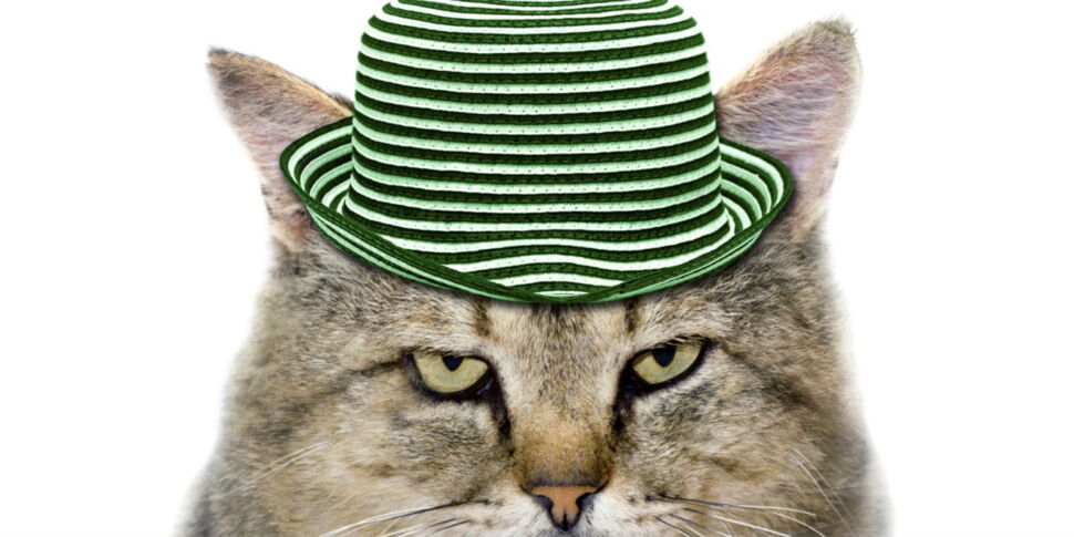 Comment choisir entre un matou et une minette ? : Femme Actuelle Le MAG