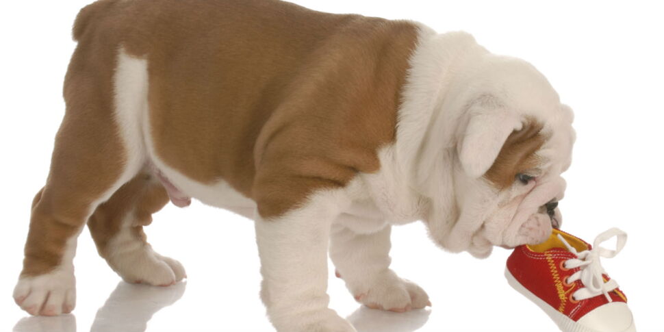 Je décode les manies de mon chien : Femme Actuelle Le MAG