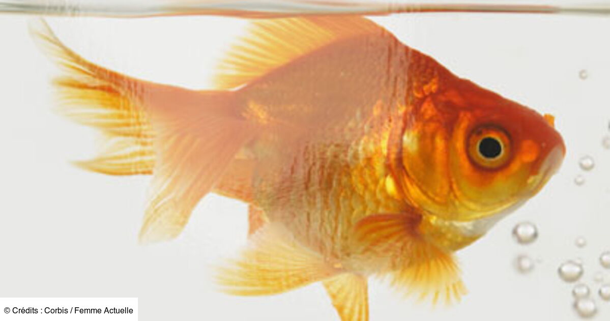 On chouchoute son poisson rouge : Femme Actuelle Le MAG