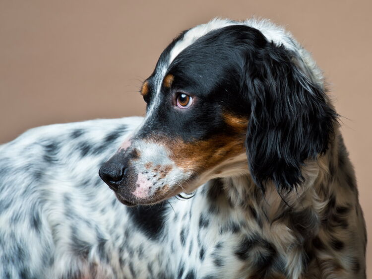 Le setter anglais, un chien de race beau et bon à la fois - On l ...