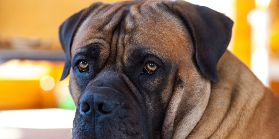 Le boerbull, un chien défenseur : Femme Actuelle Le MAG