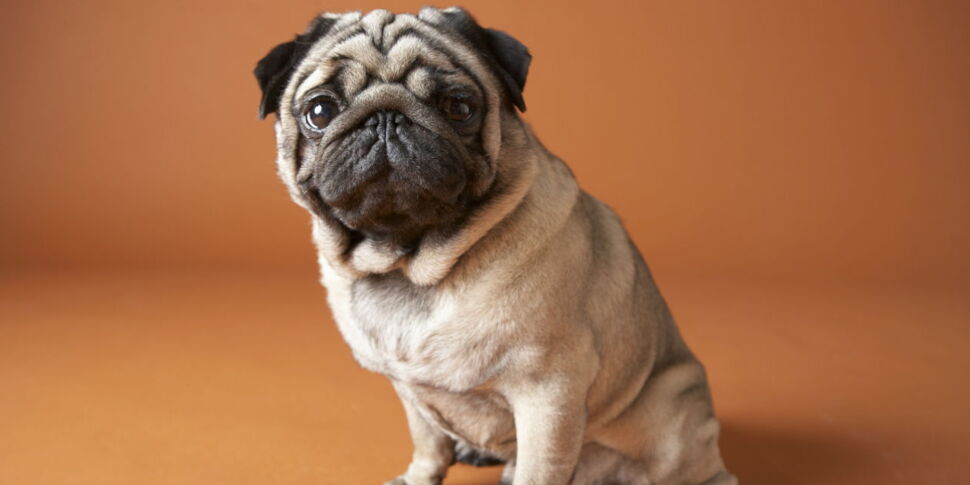 Le carlin, un chien fiable et solide : Femme Actuelle Le MAG