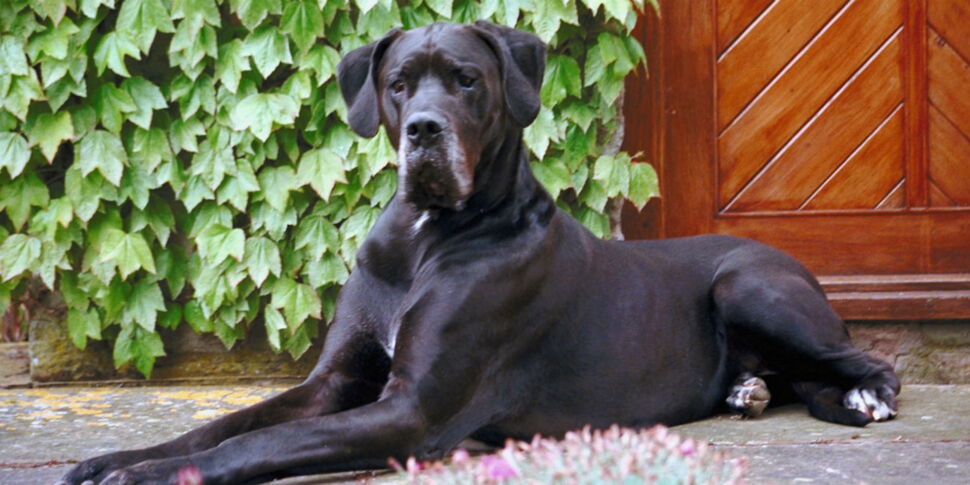 Le dogue allemand, un chien surprenant : Femme Actuelle Le MAG