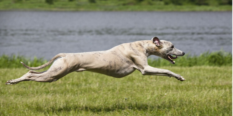 Le lévrier whippet, un chien sensible : Femme Actuelle Le MAG