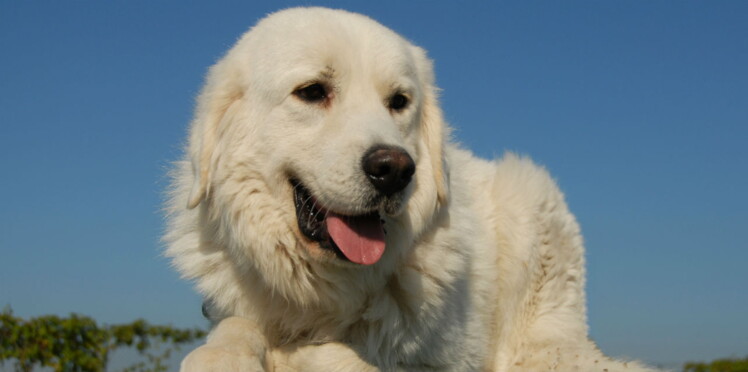 Le patou, un chien qui vient des Pyrénées : Femme Actuelle Le MAG