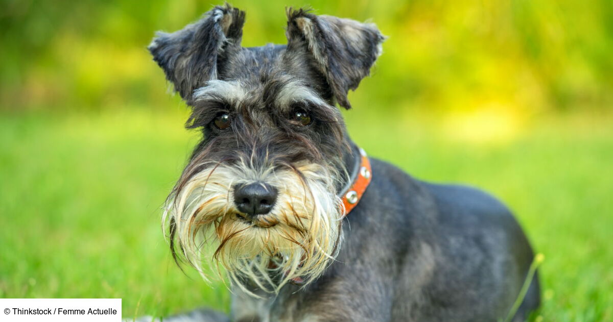 Le schnauzer, un chien vif comme l’éclair : Femme Actuelle Le MAG