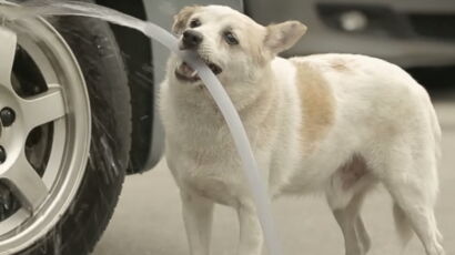 VIDEO – Des chiens errants devenus bleus à cause de la pollution ...