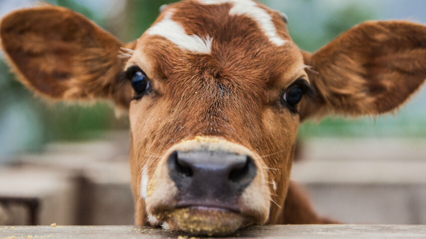 Pourquoi sommes-nous devenus si sensibles aux animaux ? : Femme ...