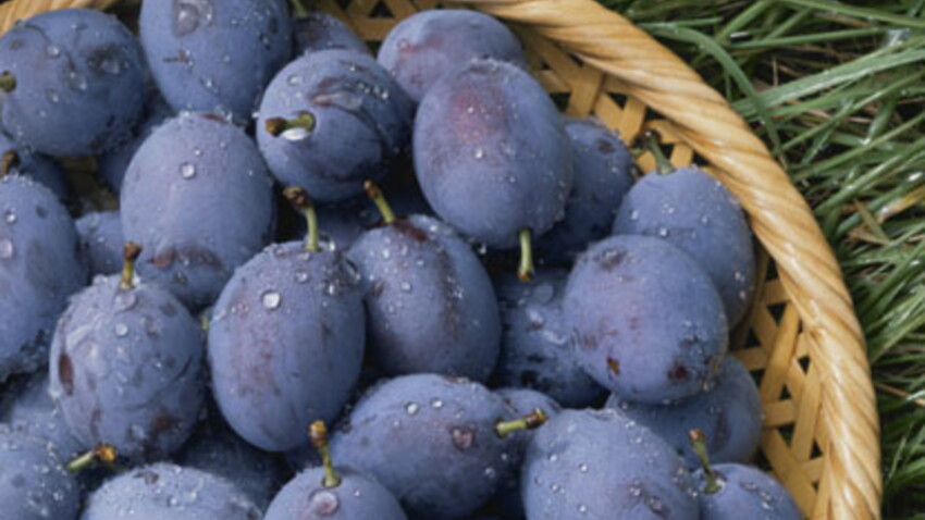 La prune, petit fruit juteux : Femme Actuelle Le MAG