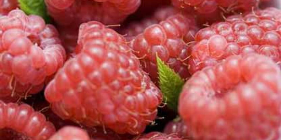 La framboise, une ronce appétissante : Femme Actuelle Le MAG