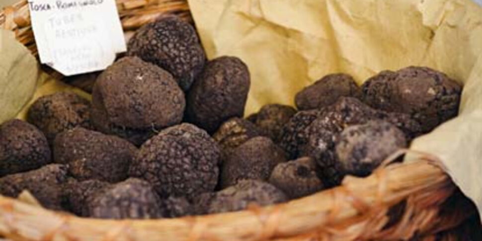 La truffe : mode d'emploi : Femme Actuelle Le MAG