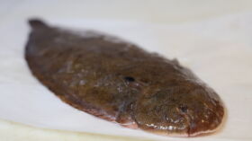 Comment vider une sole ? : Femme Actuelle Le MAG