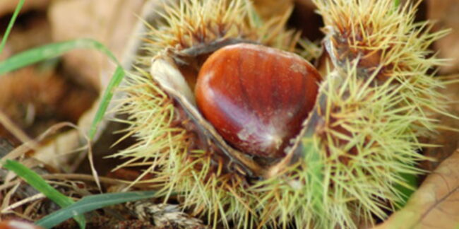 Chauds les marrons ! : Femme Actuelle Le MAG