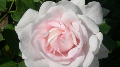 Blush, la rose du magazine Prima : Femme Actuelle Le MAG