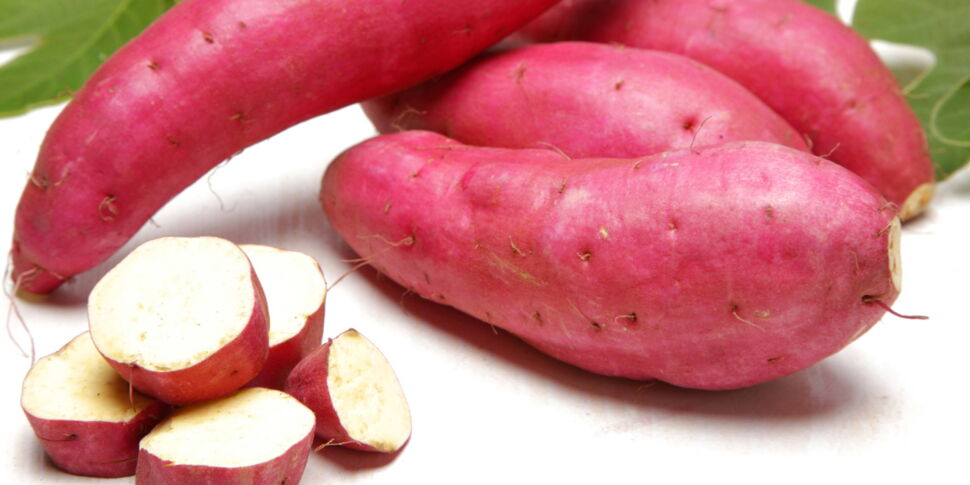 Comment cultiver la patate douce ? : Femme Actuelle Le MAG